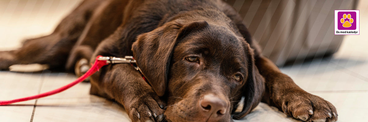 Forstoppelse og Diarré hos Hunde – Årsager, Symptomer og Hjælp – Os med ...