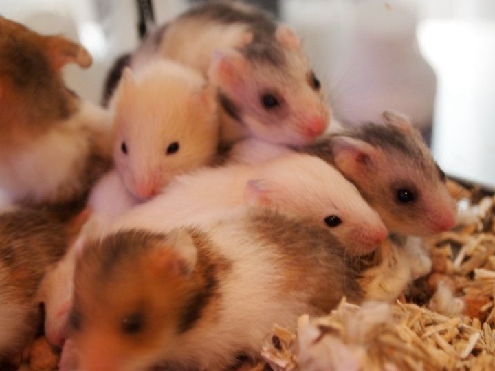 Nyt kæledyr, GuldHamster – Os med kæledyr.dk